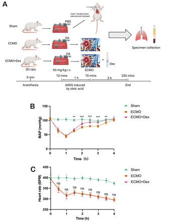 Dexamethasone alleviates acute lung injury in a rat model with ...